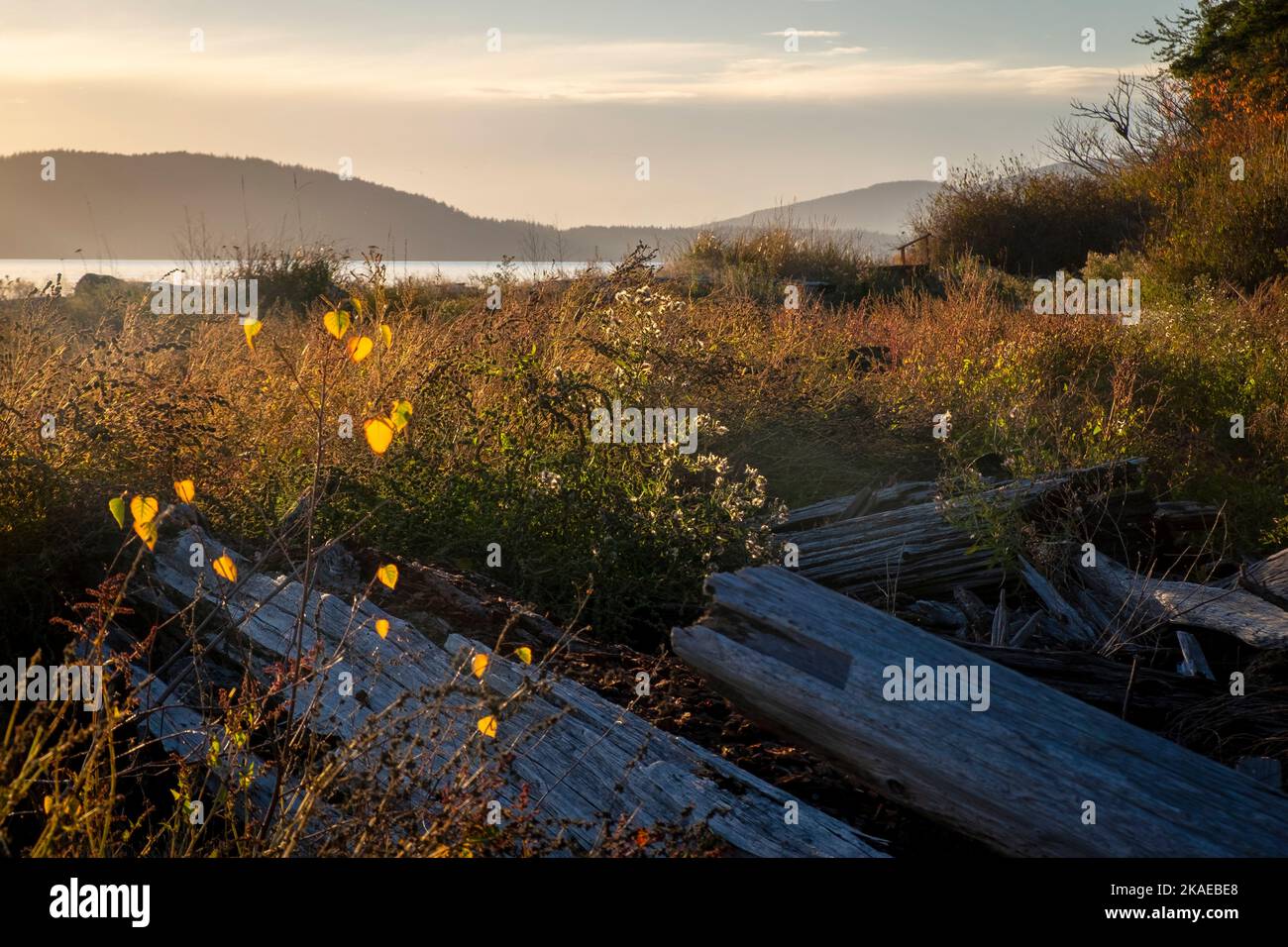 Saltwater marsh on Padilla Bay, Samish Island, Washington State, USA ...
