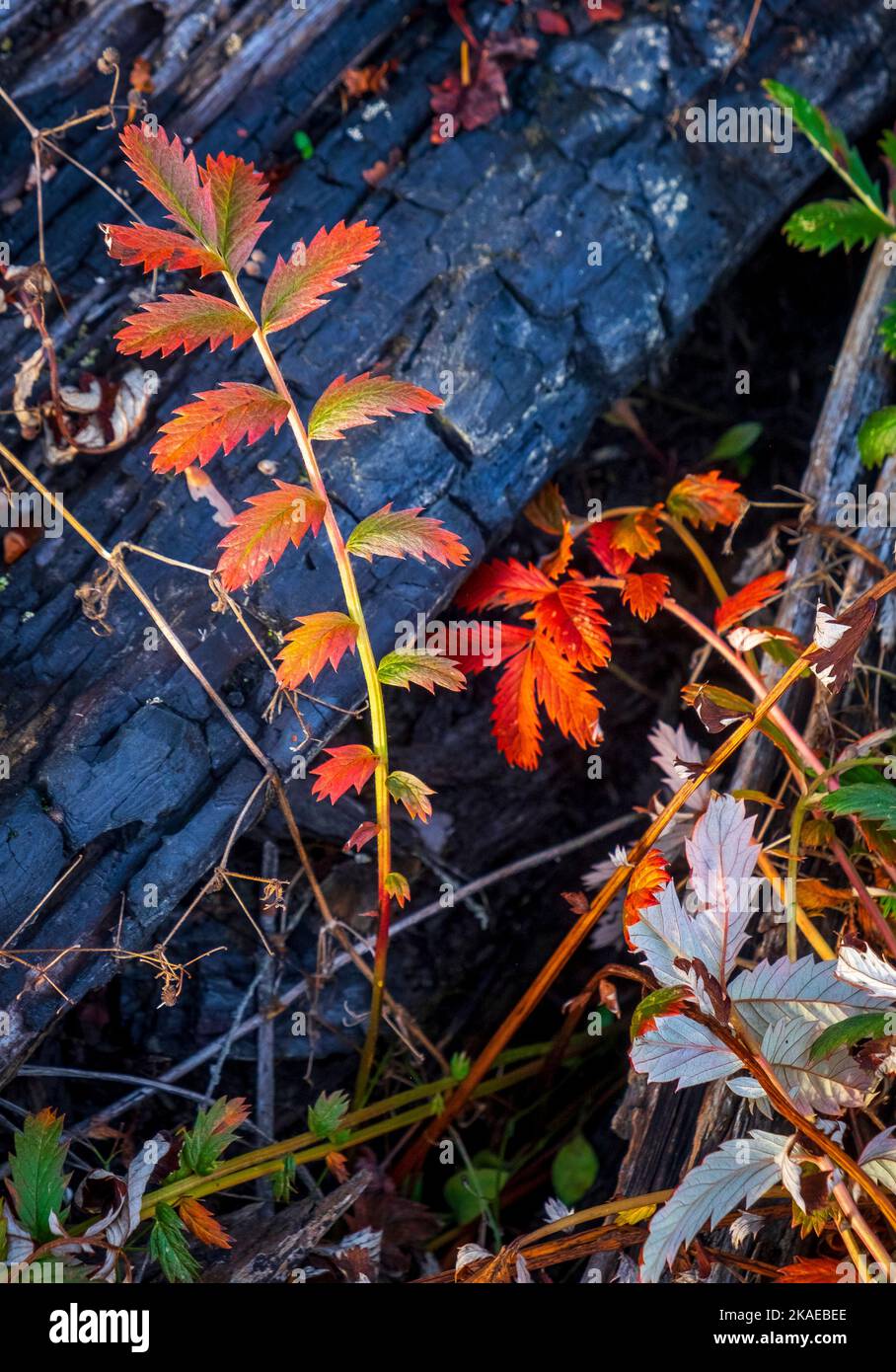 Charred woods, red leaves in a saltwate marsh on Padilla Bay, Samish ...