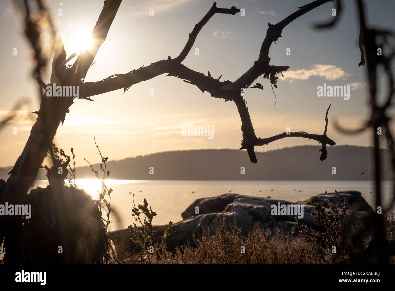 Saltwater marsh on Padilla Bay, Samish Island, Washington State, USA ...