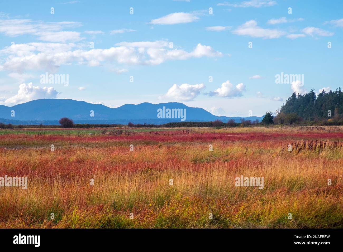 Saltwater marsh on Padilla Bay, Samish Island, Washington State, USA ...