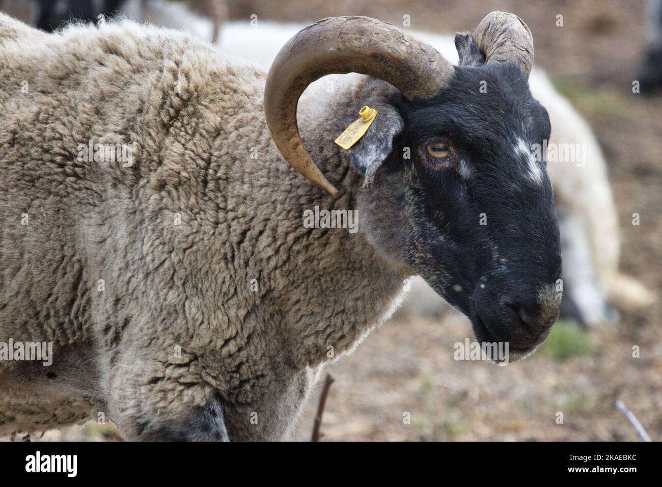 Large black sheep horns hi-res stock photography and images - Alamy