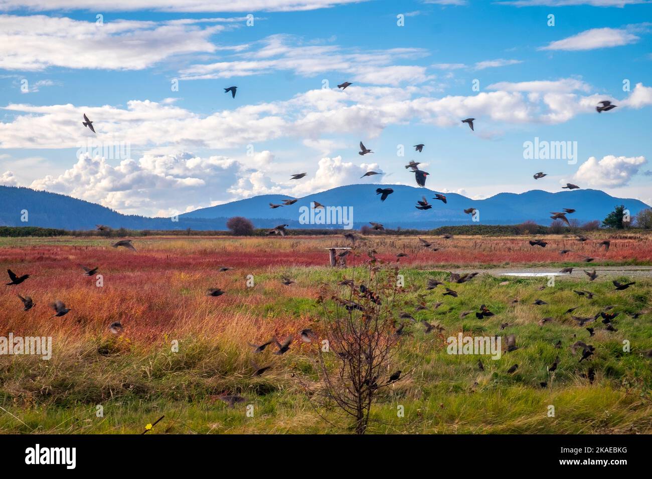 Birds in a saltwater marsh on Padilla Bay, Samish Island, Washington ...