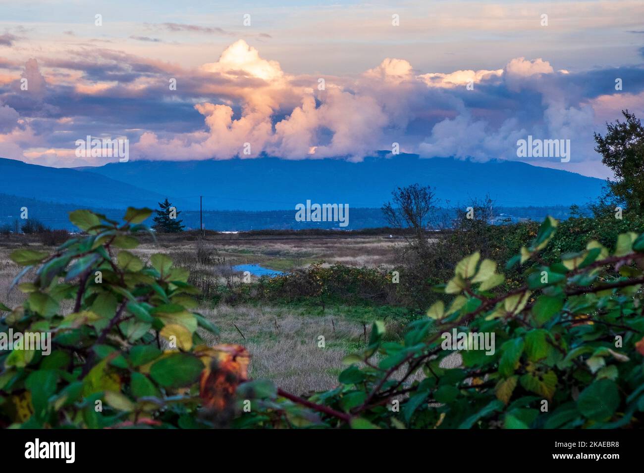 Saltwater marsh on Padilla Bay, Samish Island, Washington State, USA ...