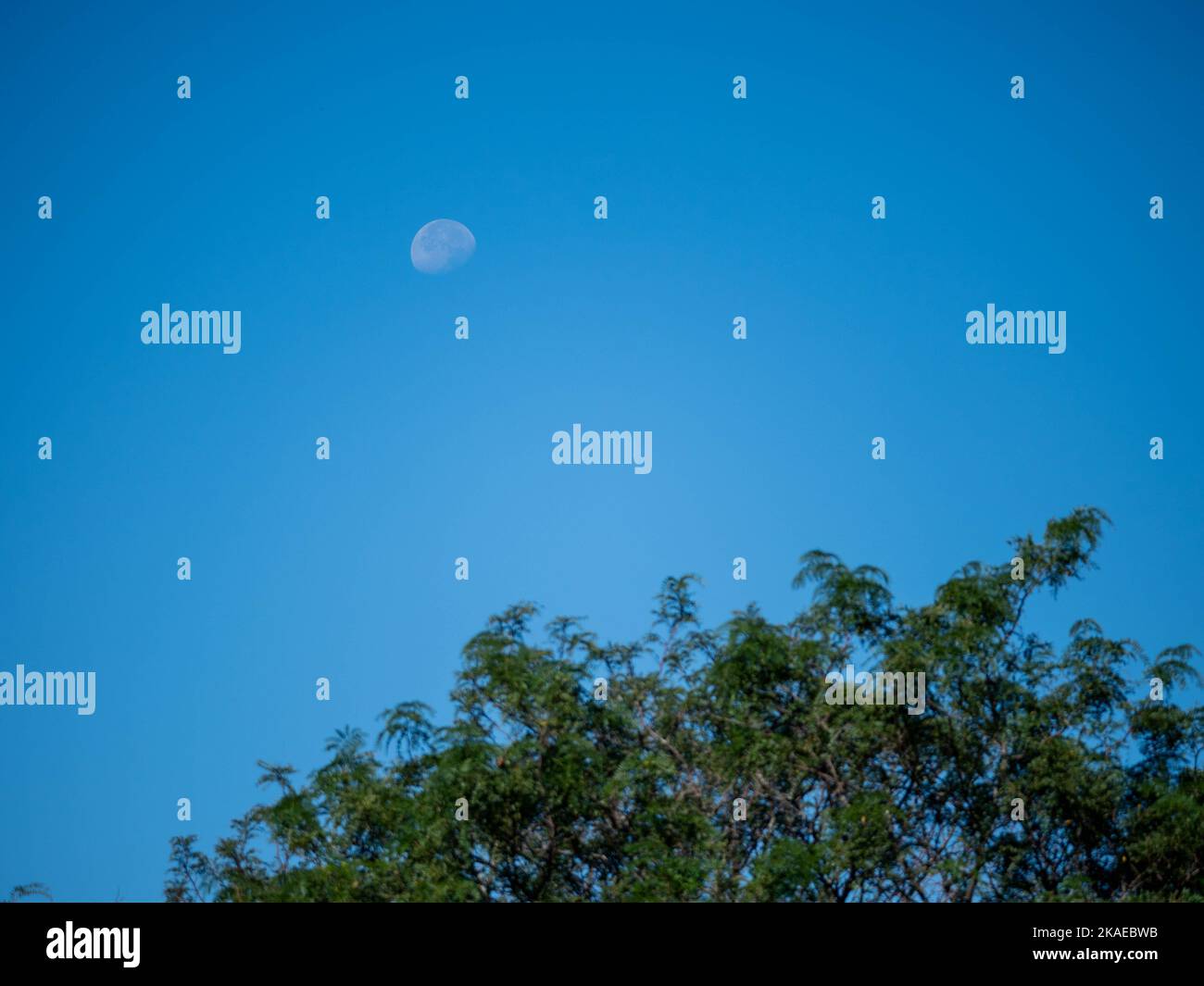 Half moon in tree leaves hi-res stock photography and images - Alamy