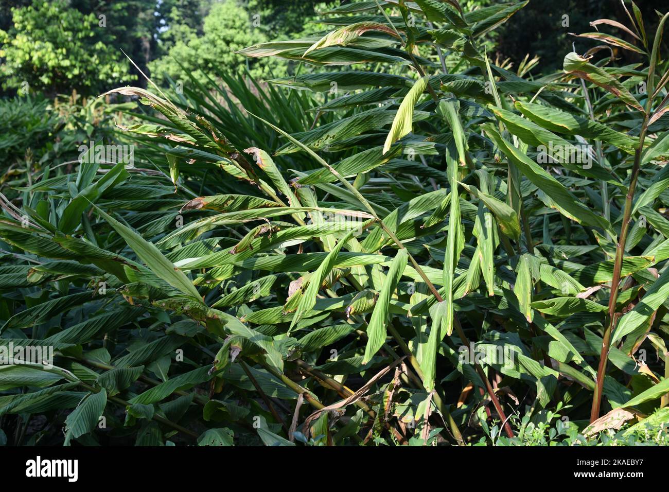 Ginger (Zingiber officinale) leaves. AJC Bose Indian Botanic Garden ...