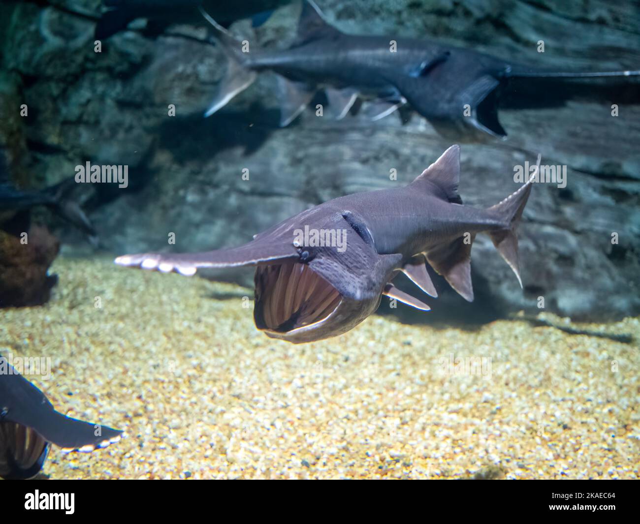Paddlefish wild hi-res stock photography and images - Alamy
