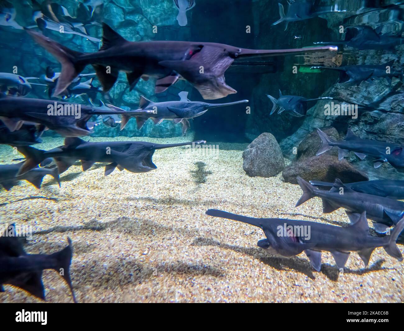 Paddlefish wild hi-res stock photography and images - Alamy
