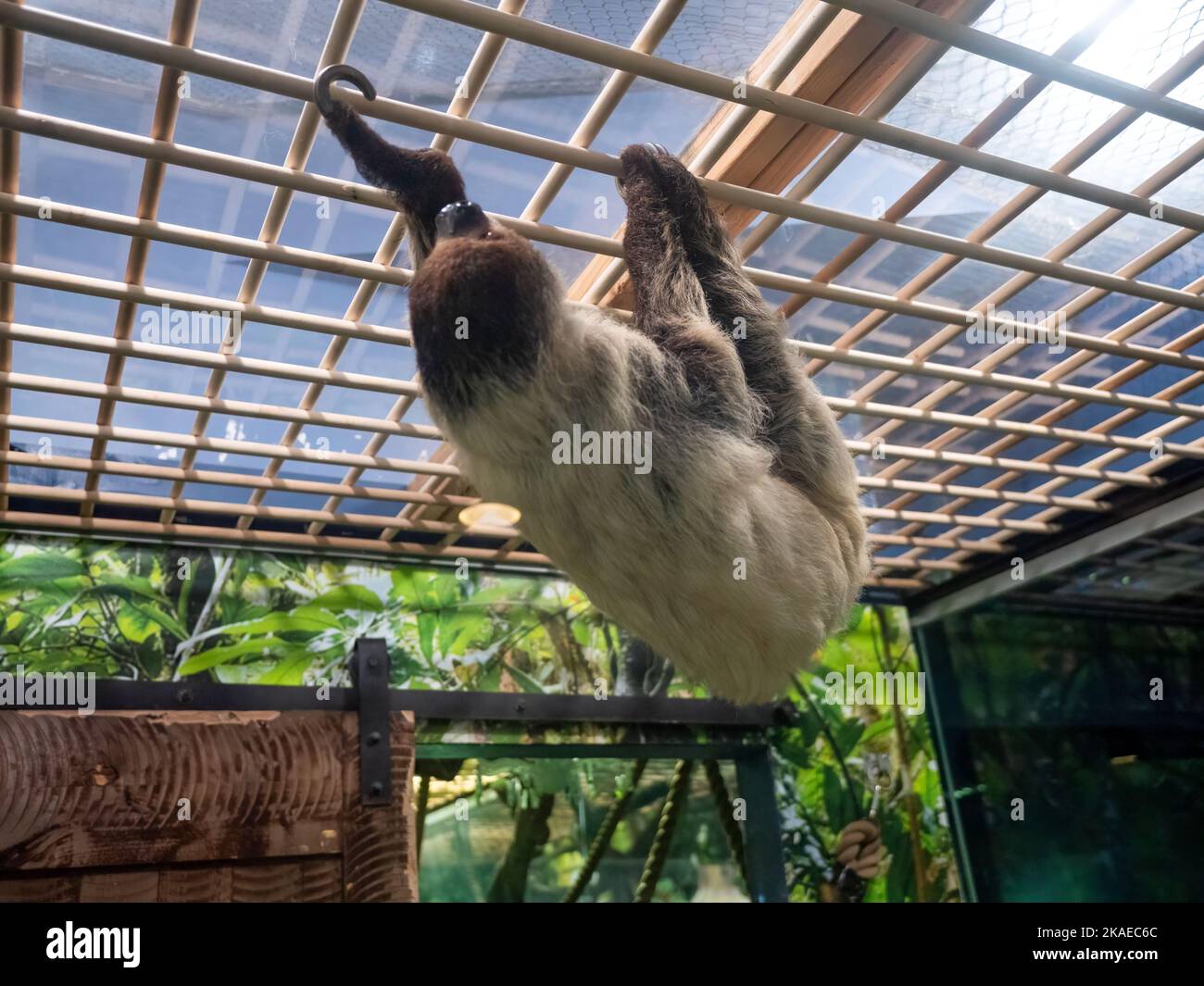 The sloth animal climbing the top of the cage in the zoo Stock Photo ...