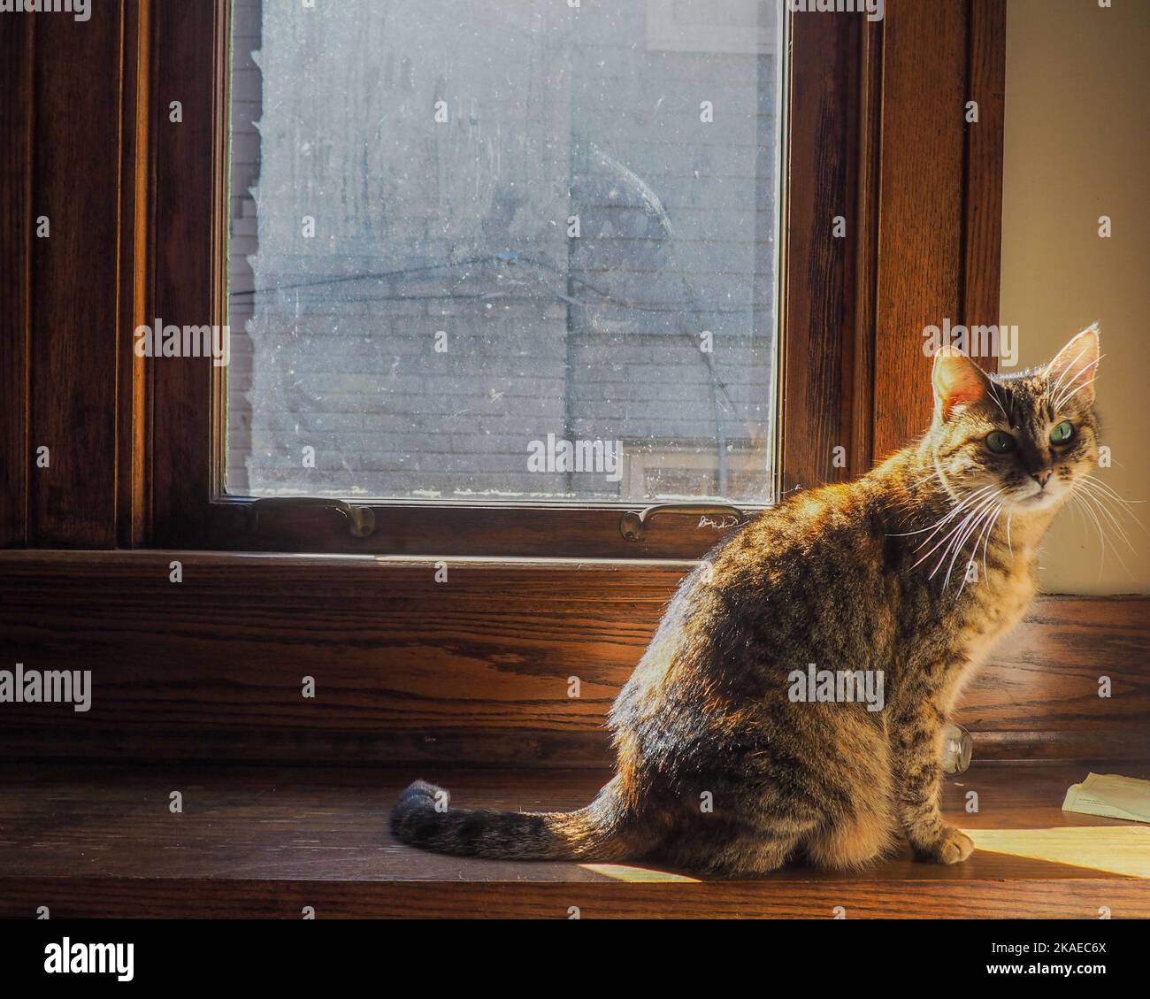 cat in a sunny window Stock Photo - Alamy