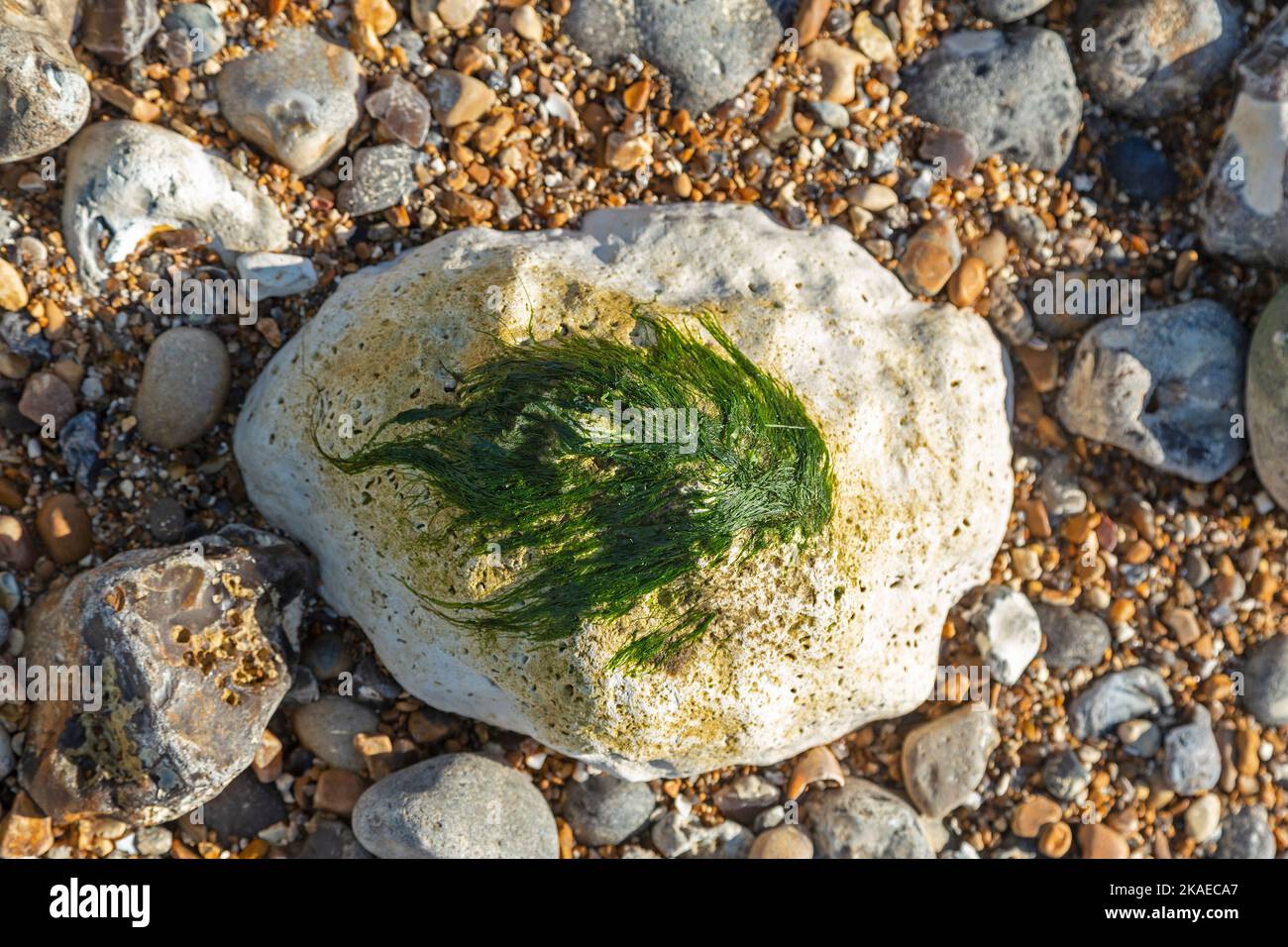 Algae beach hi-res stock photography and images - Alamy