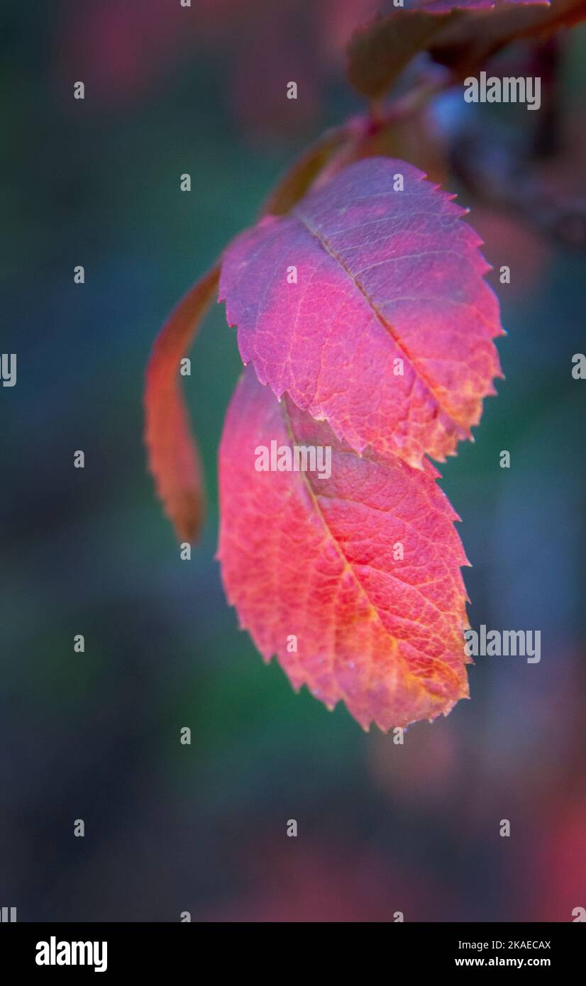 Western serviceberry leaves in autumn, Desolation Wilderness, Lake ...