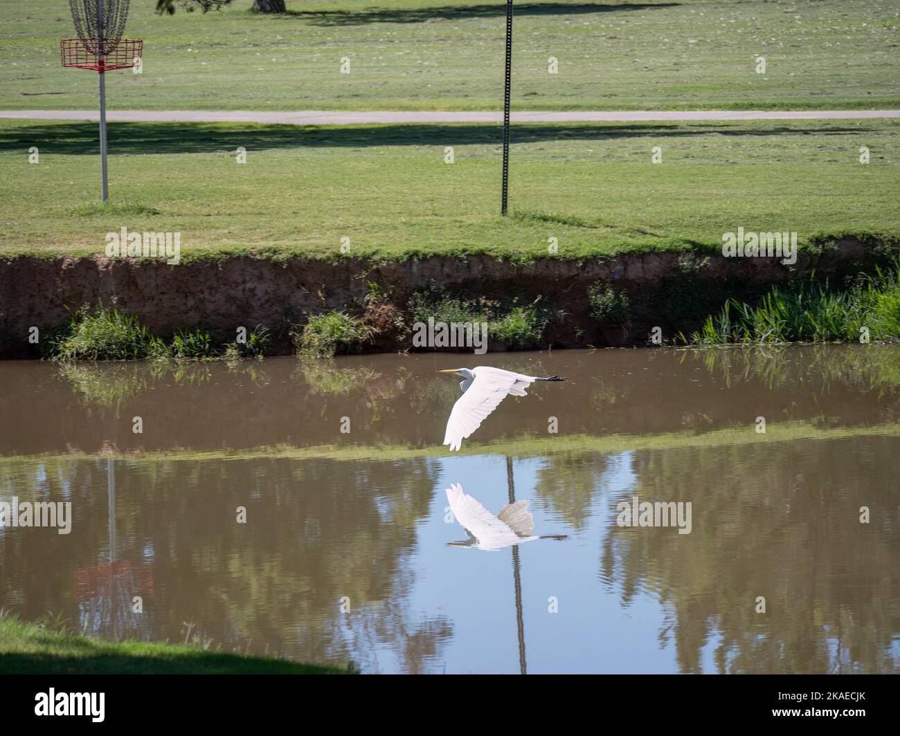 A beautiful shot of white bird flying over the river Stock Photo - Alamy