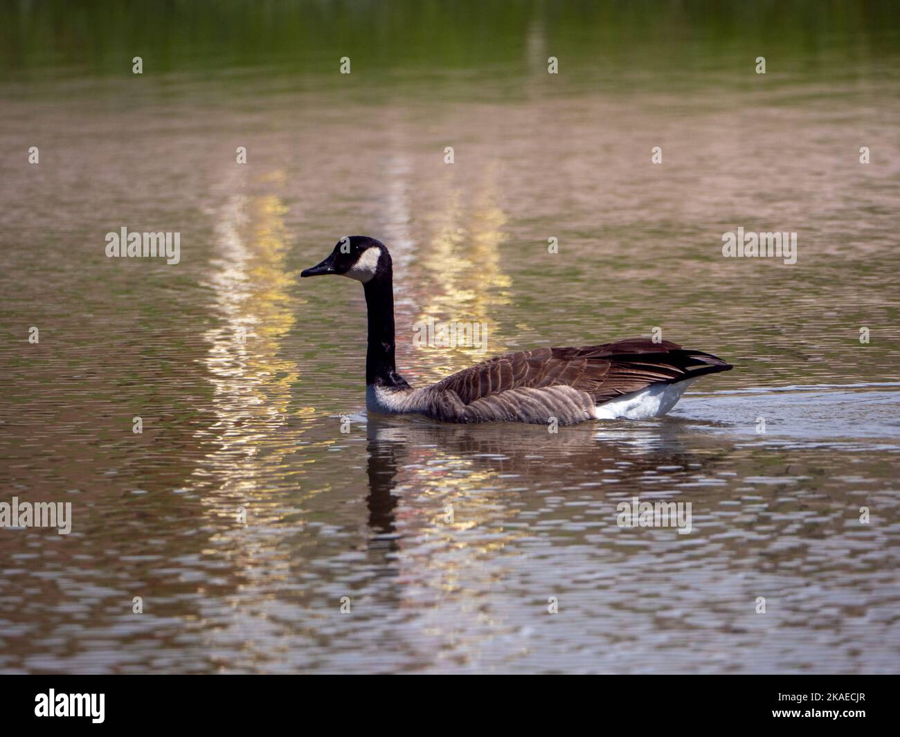 A goose swimming in the river Stock Photo - Alamy