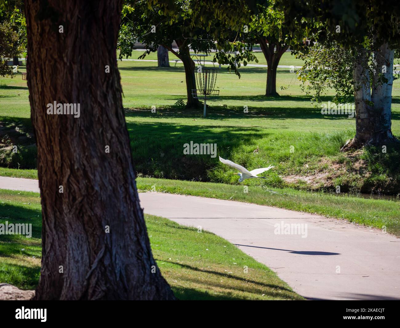 A white bird flying over pathway in a park on a sunny day Stock Photo ...