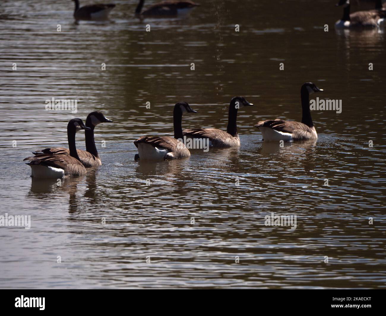 A group of geese swimming in the river Stock Photo - Alamy