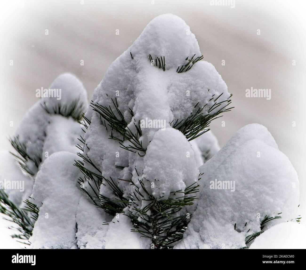 Evergreen calgary hi-res stock photography and images - Alamy