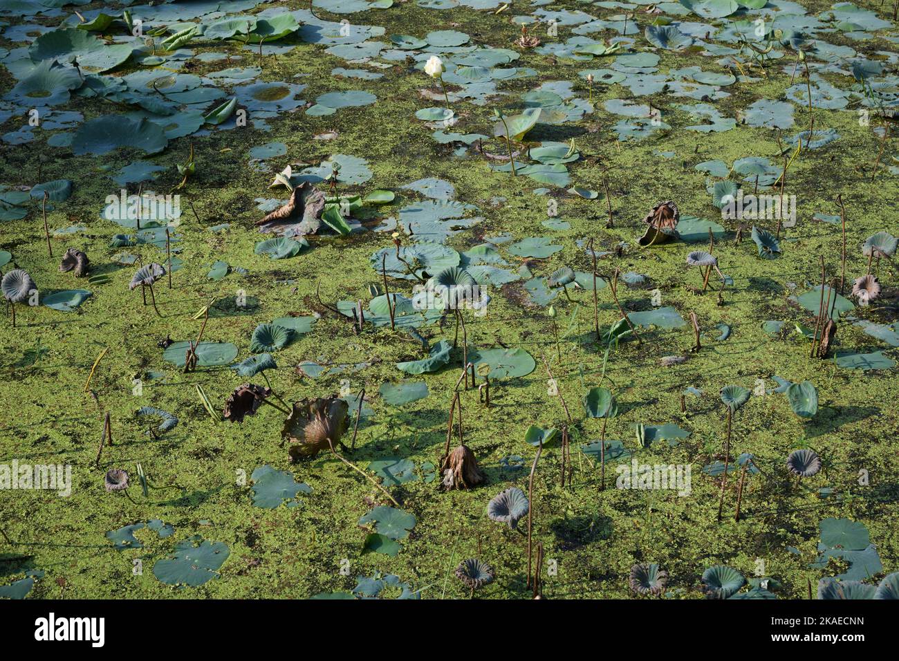 Water lily in pond. AJC Bose Indian Botanic Garden. Howrah, West Bengal, India Stock Photo - Alamy