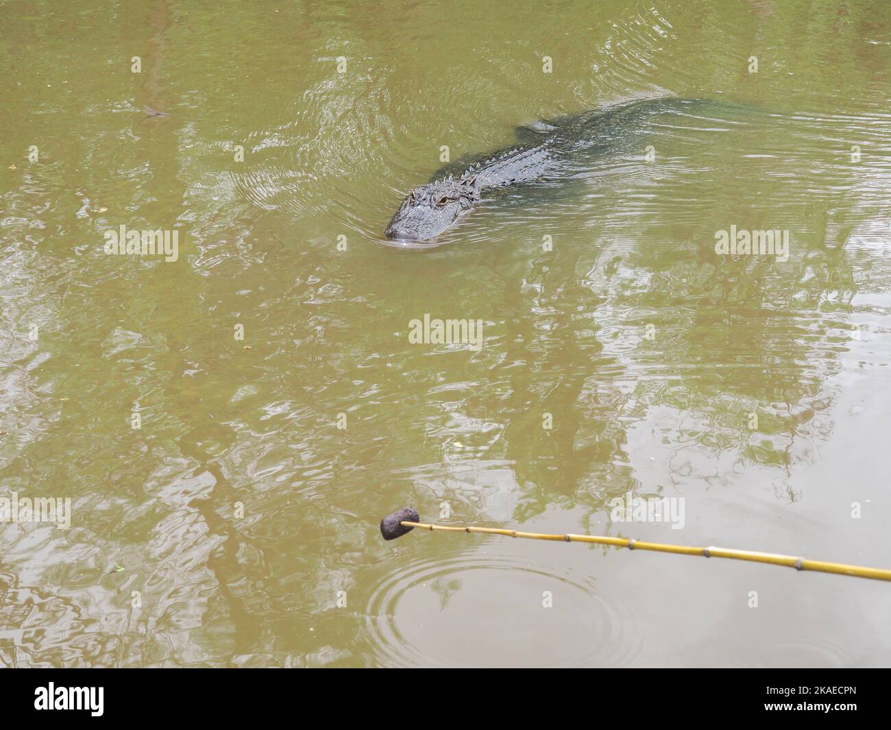Bayou swamp alligators hi-res stock photography and images - Alamy