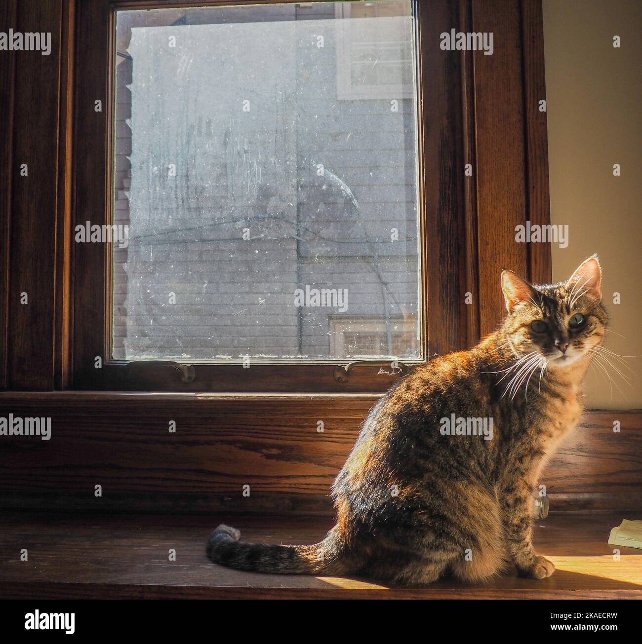 cat in a sunny window Stock Photo - Alamy