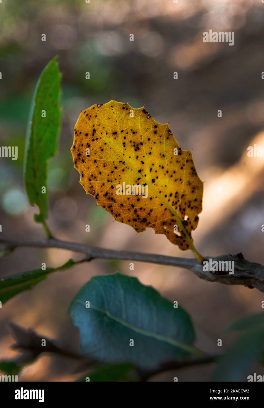Coast live oak leaf turning color, Mount Tamalpais, California Stock ...