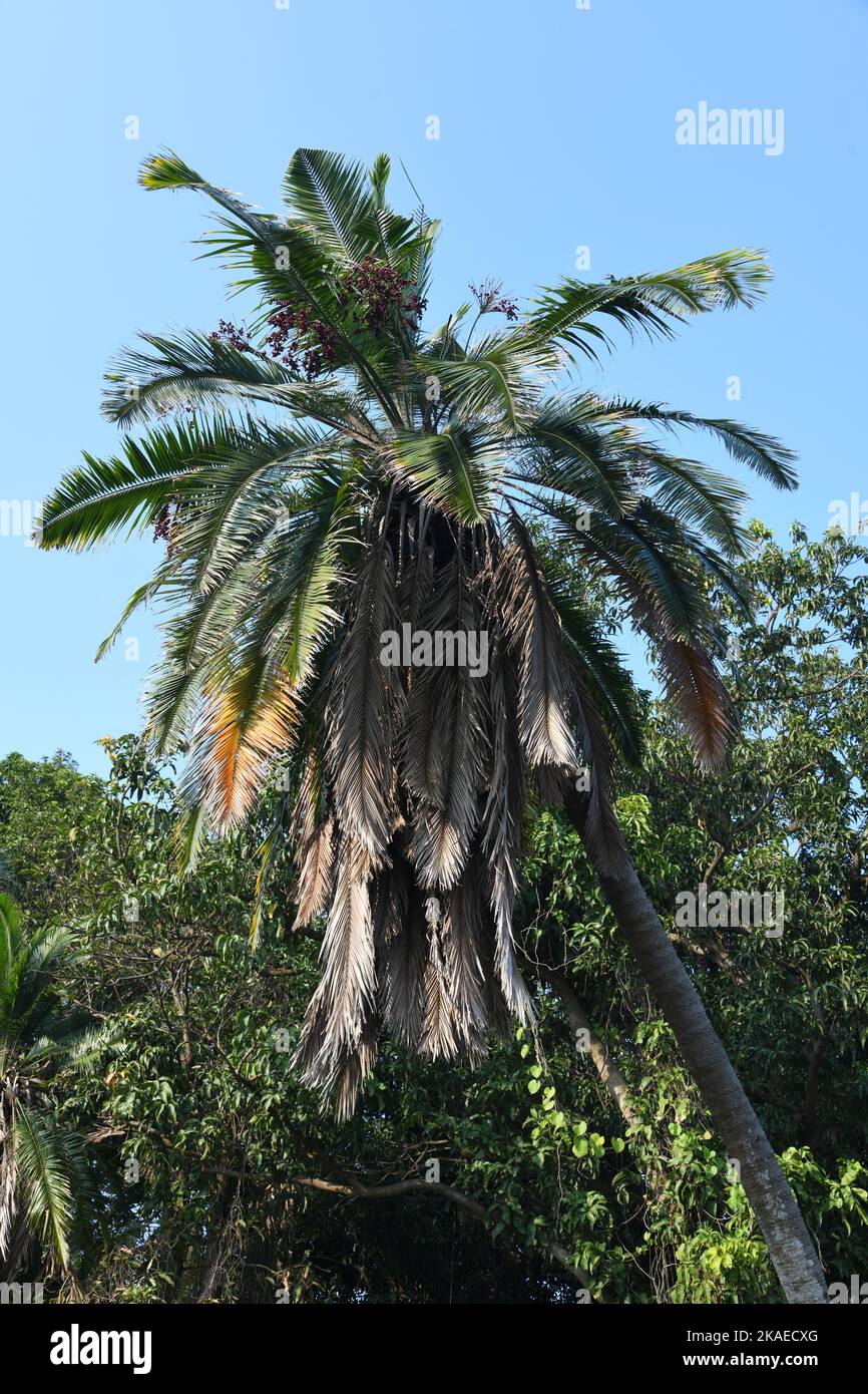 Cliff Date Palm or Phoenix rupicola (Thomas Anderson). AJC Bose Indian ...