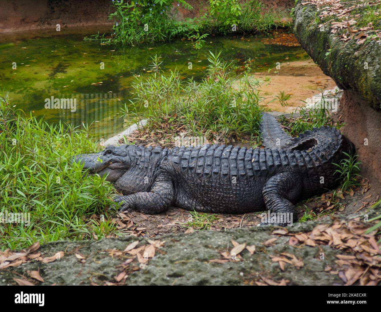 alligator in the Louisiana bayou Stock Photo - Alamy