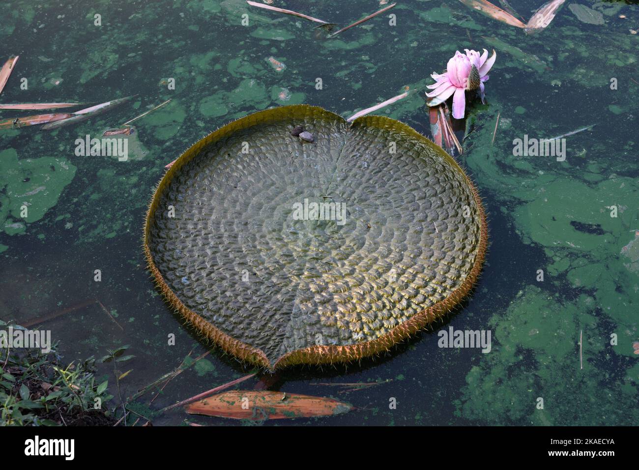 Victoria amazonica leaf and flower . Commonly Giant Water Lily, or ...