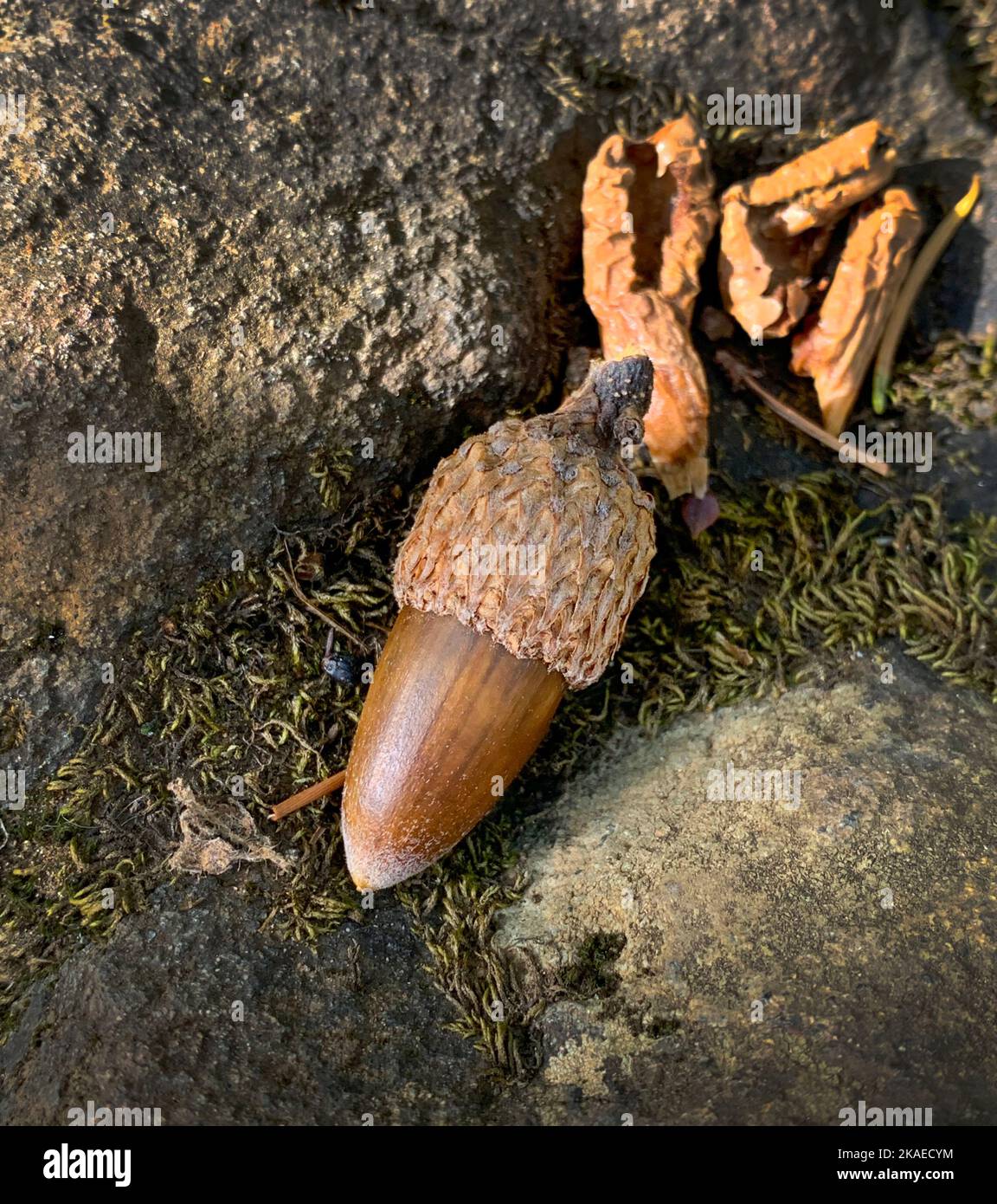 Live oak mountain hi-res stock photography and images - Alamy