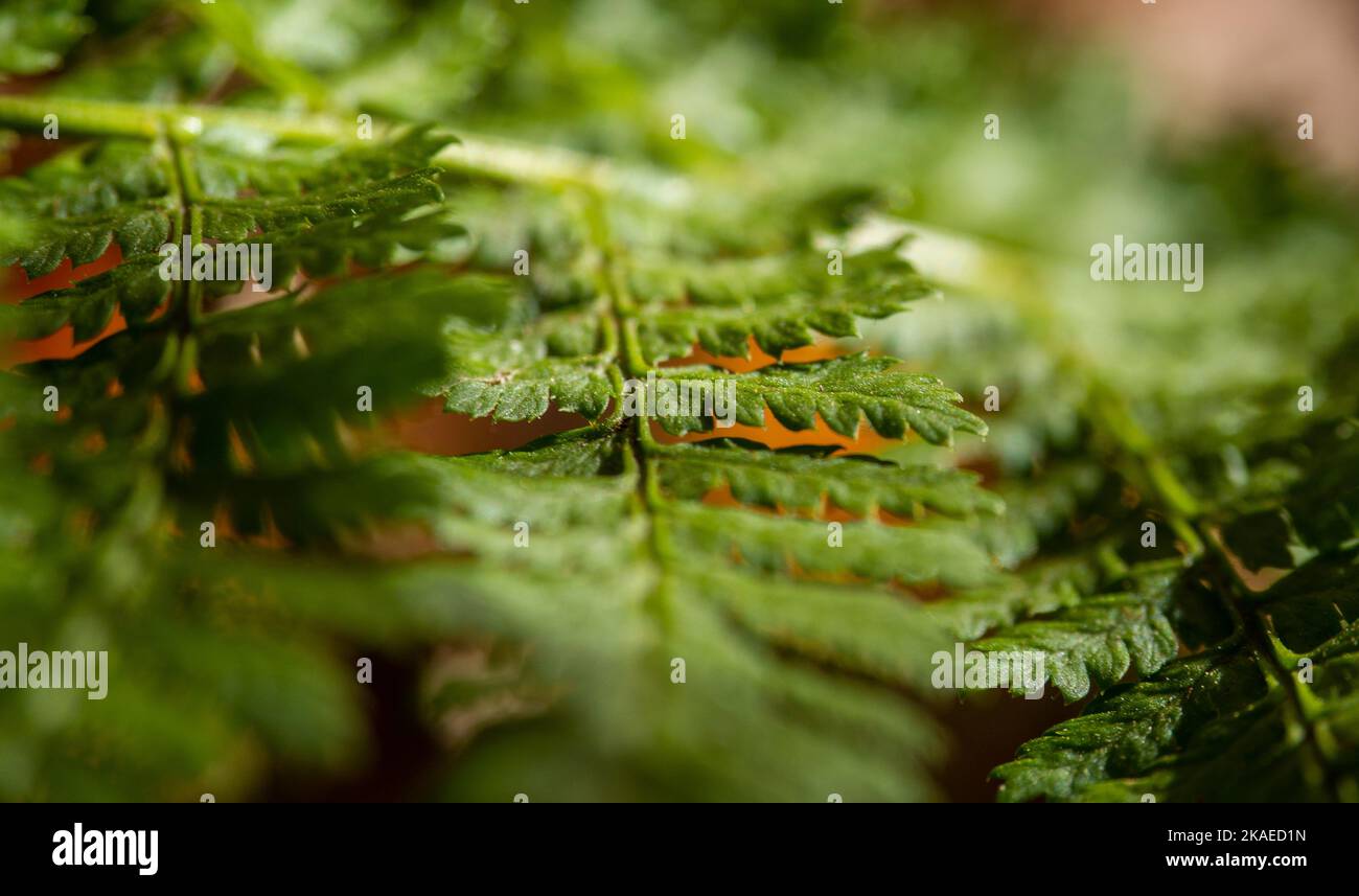 fern closeup in New England Stock Photo - Alamy