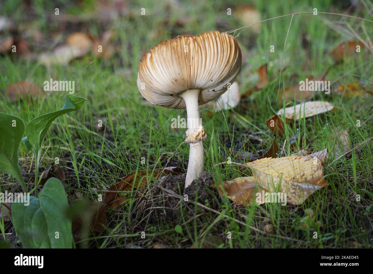 A closeup of a white Death Cap or Amanita Phalloides mushroom grown on ...