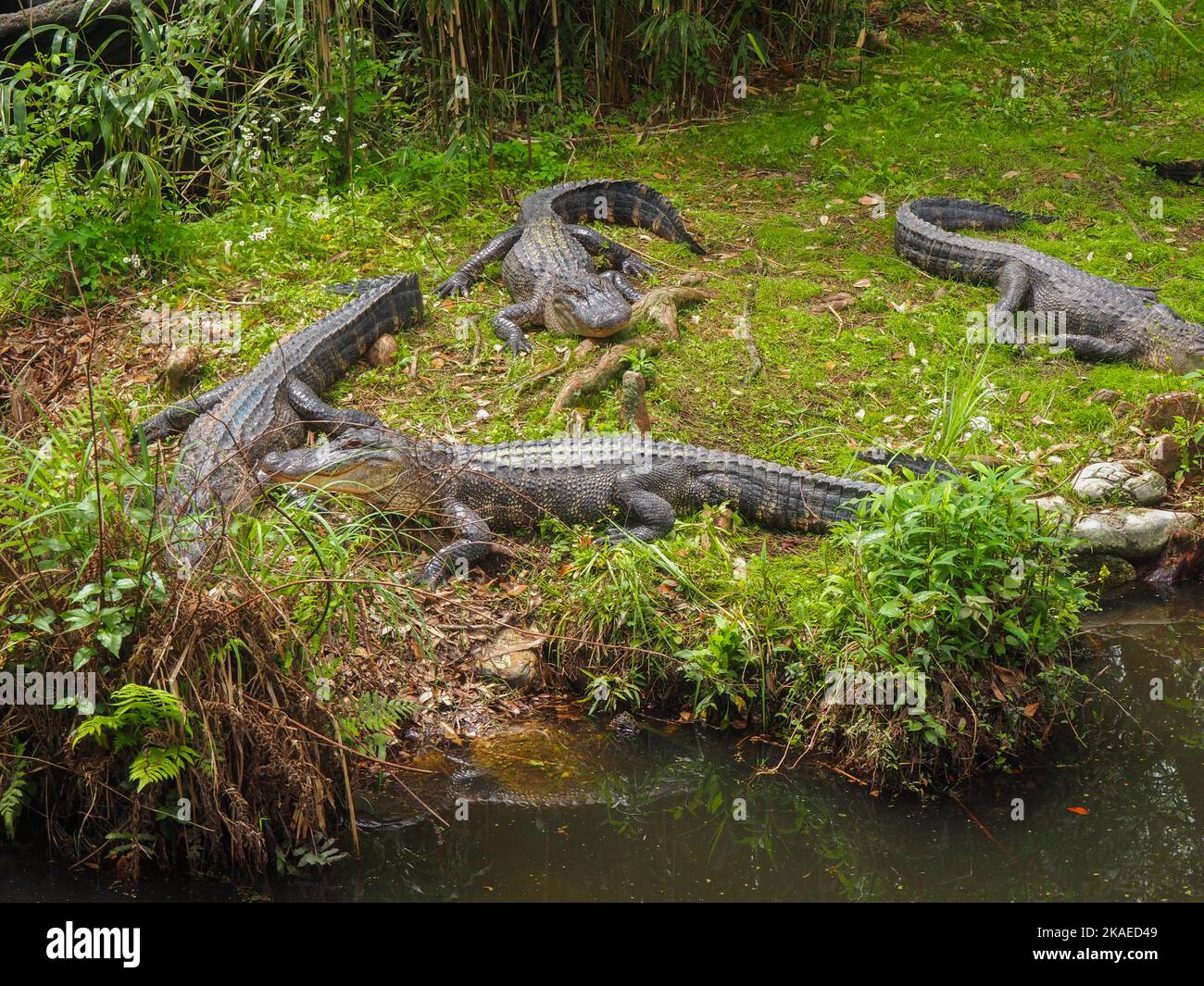 alligator in the Louisiana bayou Stock Photo - Alamy