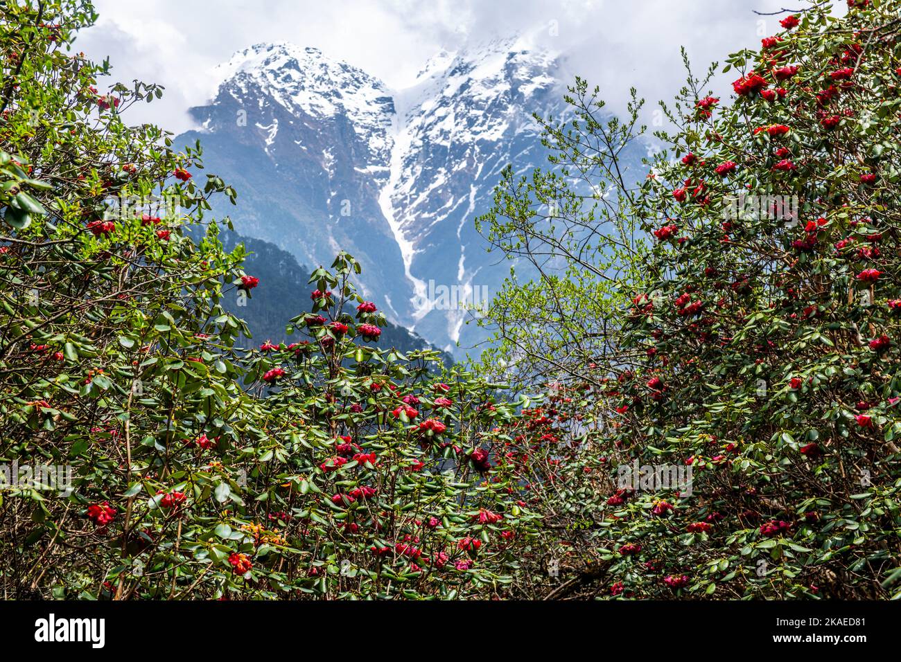 The beautiful Sikkim Valley filled with Rhododendron flowers and snowy ...