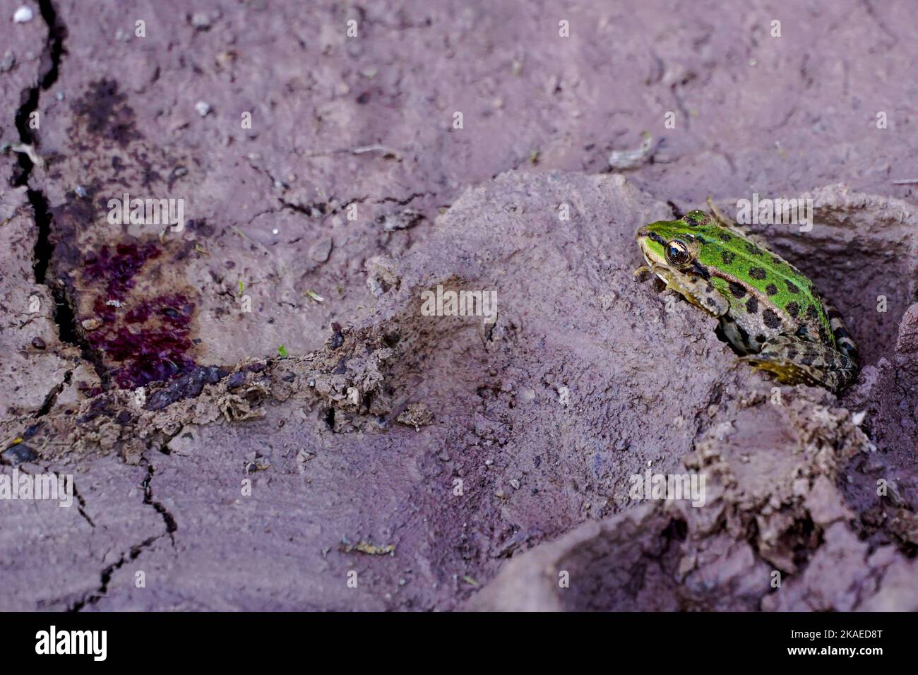 Crack frog hi-res stock photography and images - Alamy