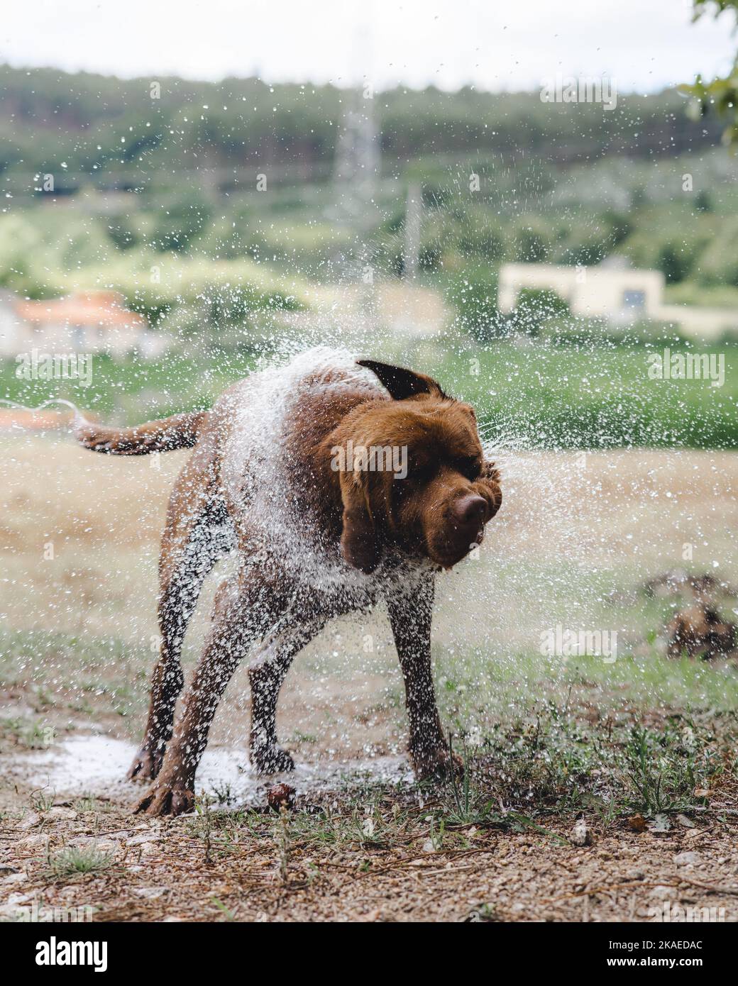 An adorable brown shaking off water after a swim Stock Photo - Alamy