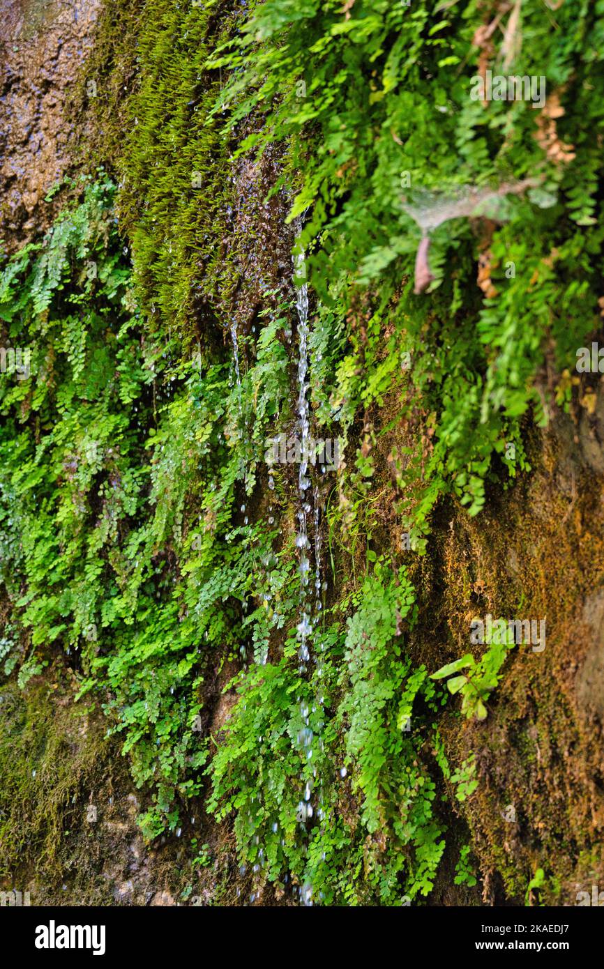 A vertical shot of a mossy ground wall with water drips Stock Photo - Alamy