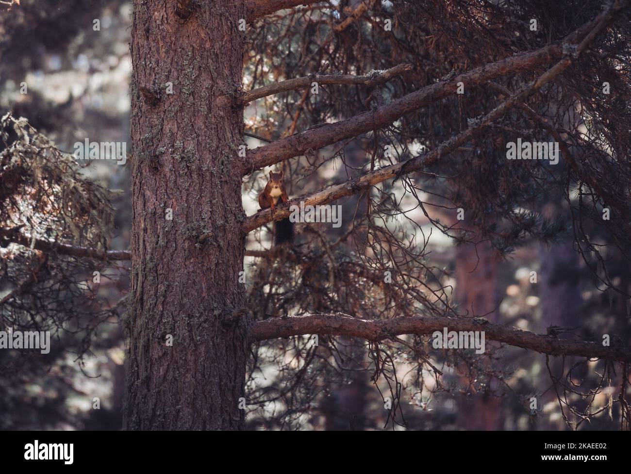 A squirrel resting on a tree branch in a forest looking into the camera ...