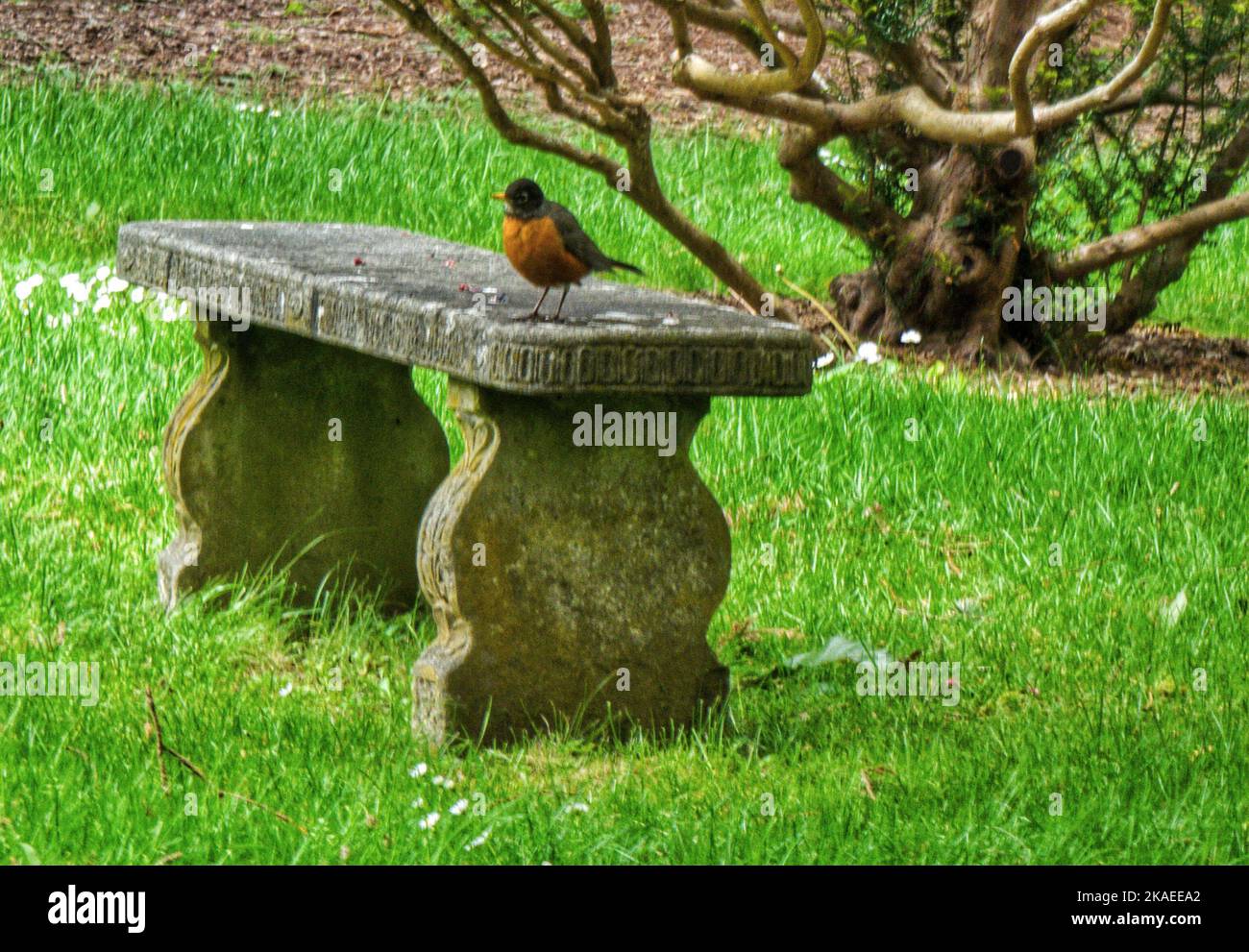 An American robin perched on an old stone bench in a park in daylight ...