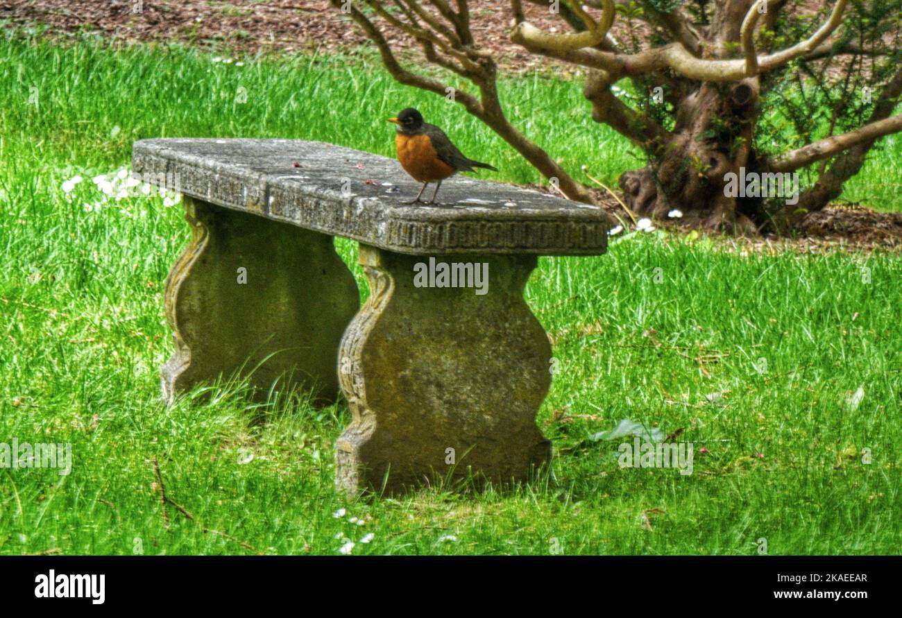 An American robin perched on an old stone bench in a park in daylight ...