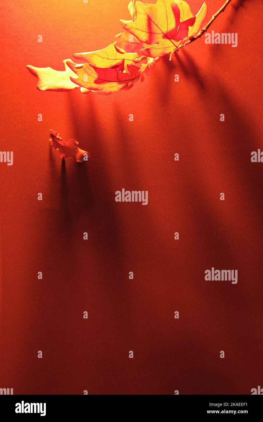 Abstract Autumn background with dramatic rays of light and long shadows ...