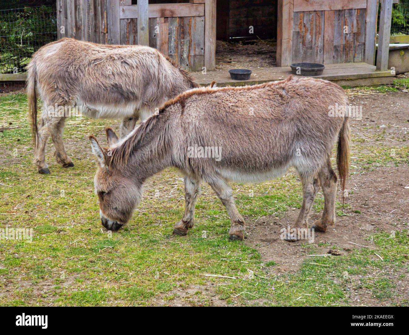 Two young donkeys grazing grass on a farm in a rural area in daylight ...