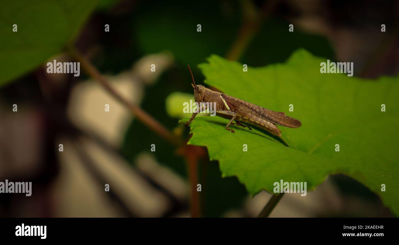 A closeup of Rufous grasshopper (Gomphocerippus rufus) sitting on a ...