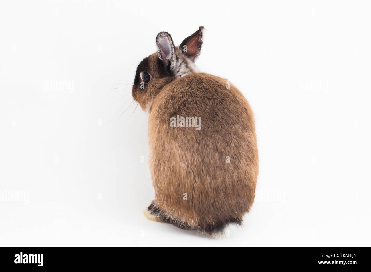 Netherland Dwarf rabbit isolated on white background Stock Photo - Alamy