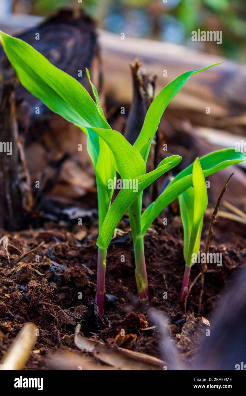 Maize seedlings hi-res stock photography and images - Alamy