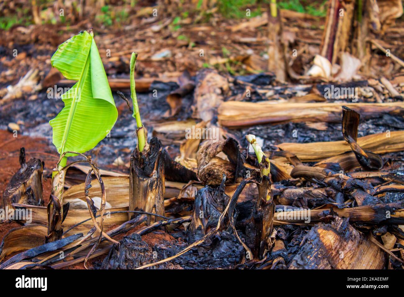Burnt banana plants on the ground and green leaves Stock Photo - Alamy