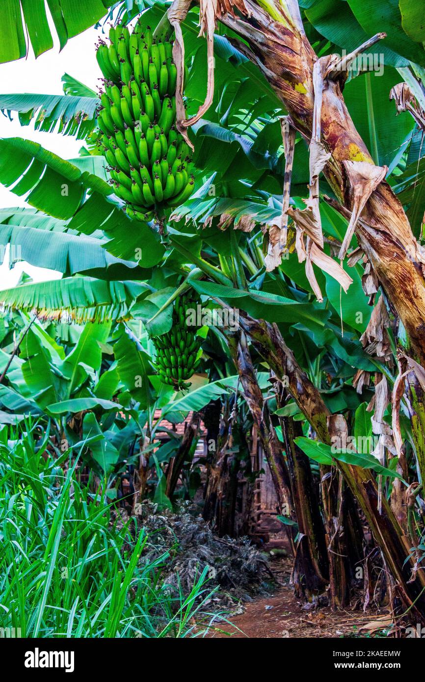 A vertical shot of banana plants with green unripe bananas Stock Photo ...