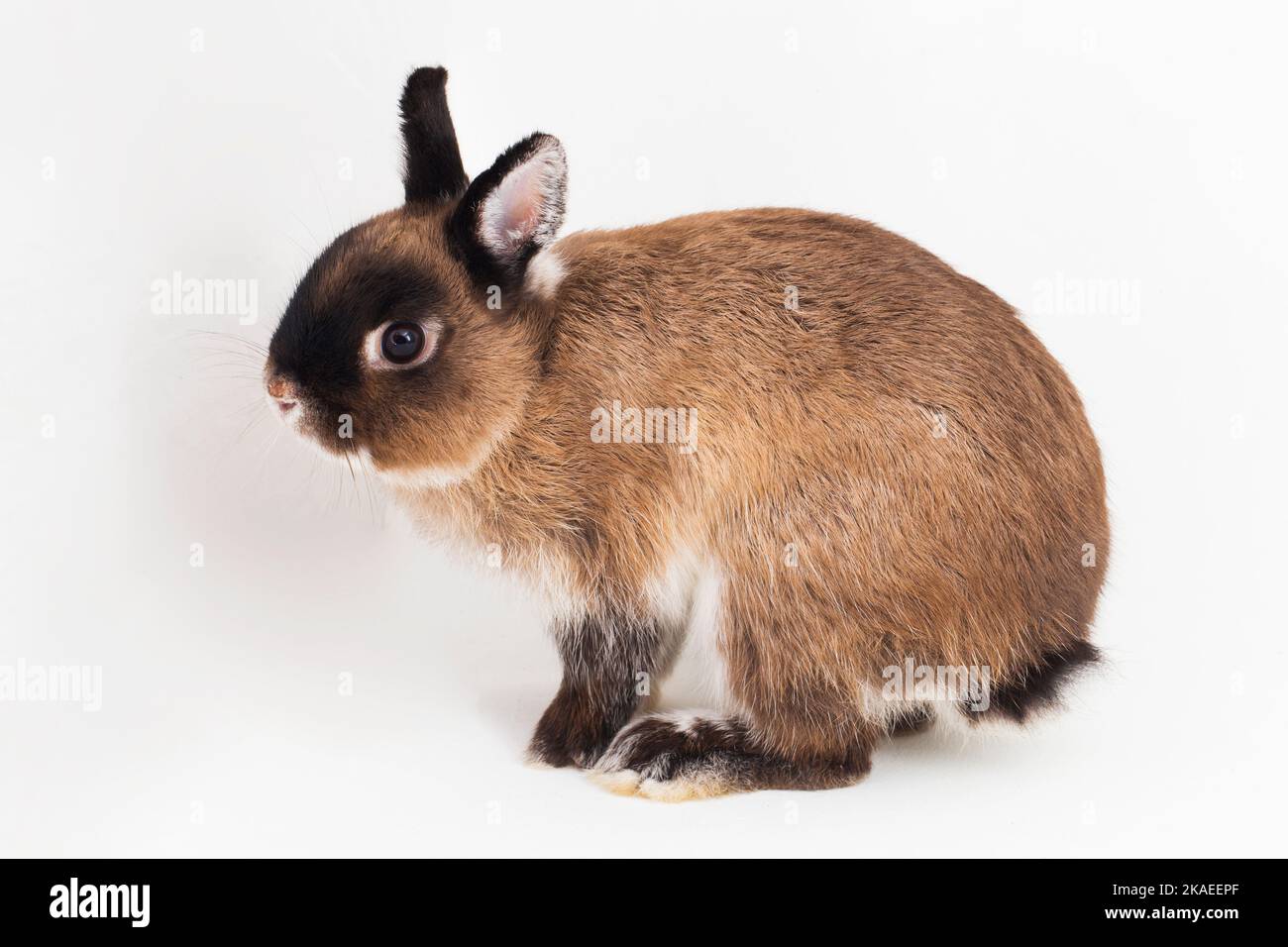 Netherland Dwarf rabbit isolated on white background Stock Photo - Alamy