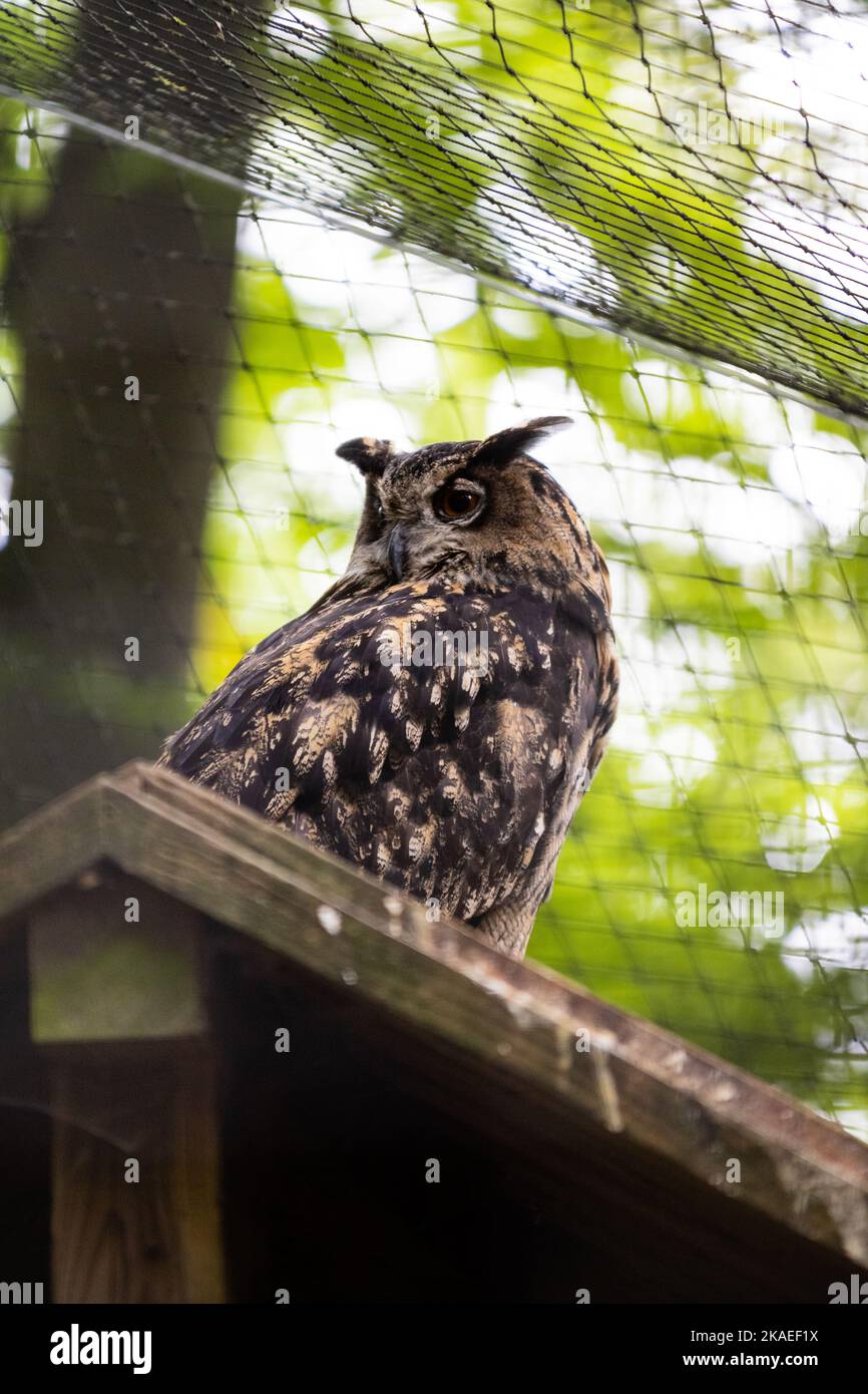 A vertical closeup of an owl perched on a wood in a cage Stock Photo ...