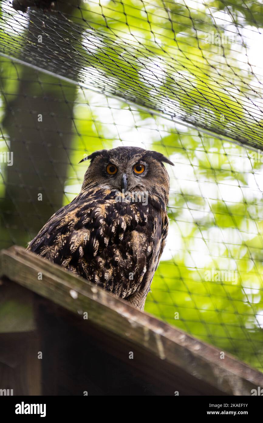 A vertical closeup of an owl perched on a wood in a cage Stock Photo ...