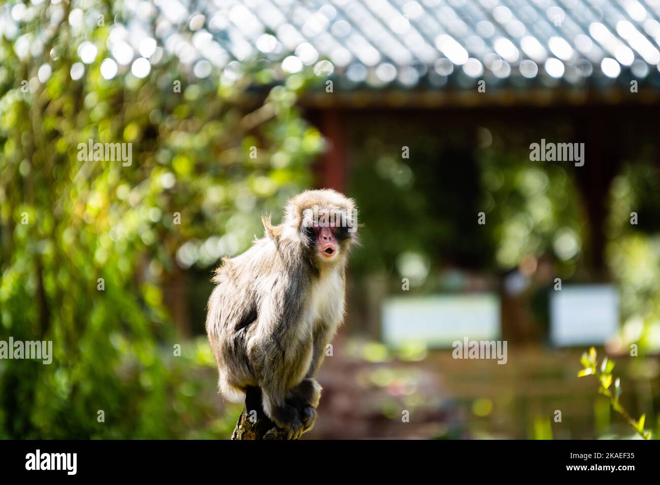 Monkey on log hi-res stock photography and images - Alamy