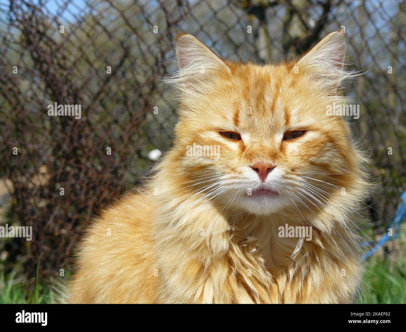 A portrait of a cute fluffy ginger cat in a park looking into the ...